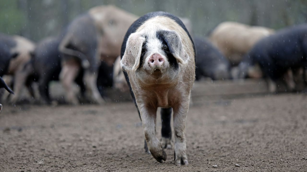 El porco celta, un arma contra el fuego