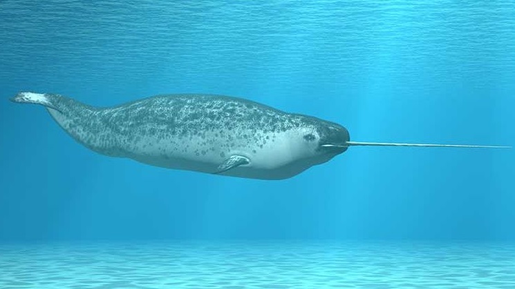 El milagro de los narvales, amenazado