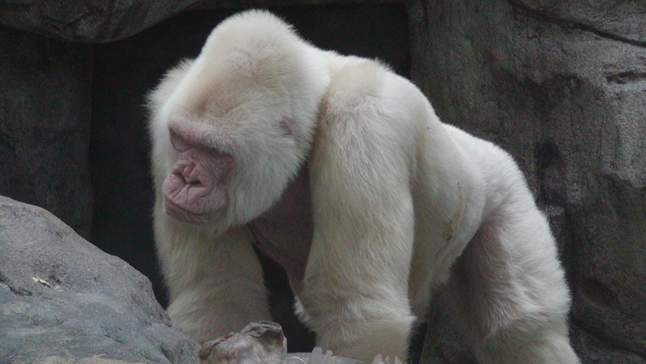 El zoo animalista de Copito de nieve
