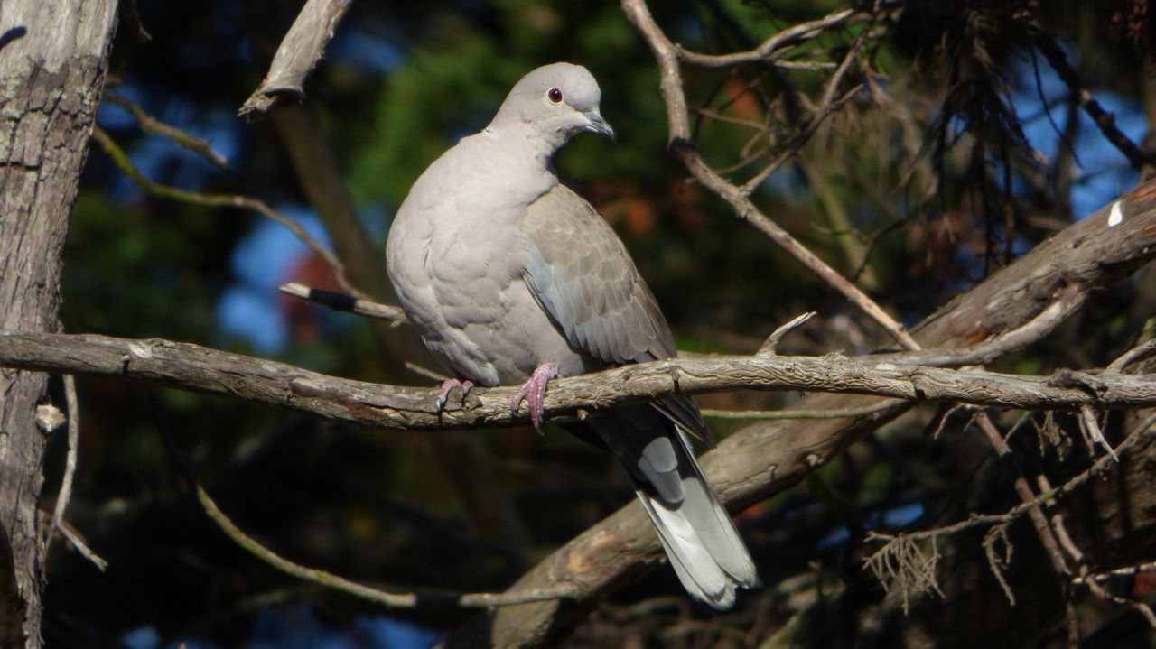 La rula canta su penúltimo arrullo