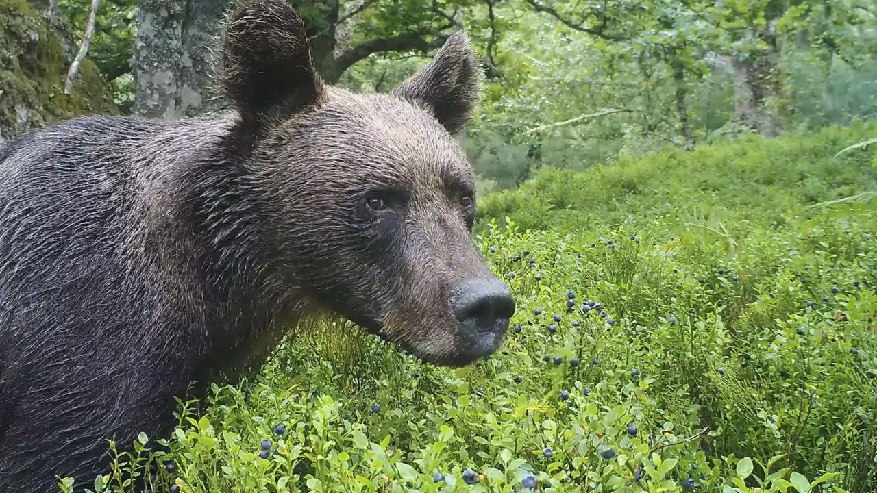 No habías visto un oso así: un festín de arándanos en Asturias