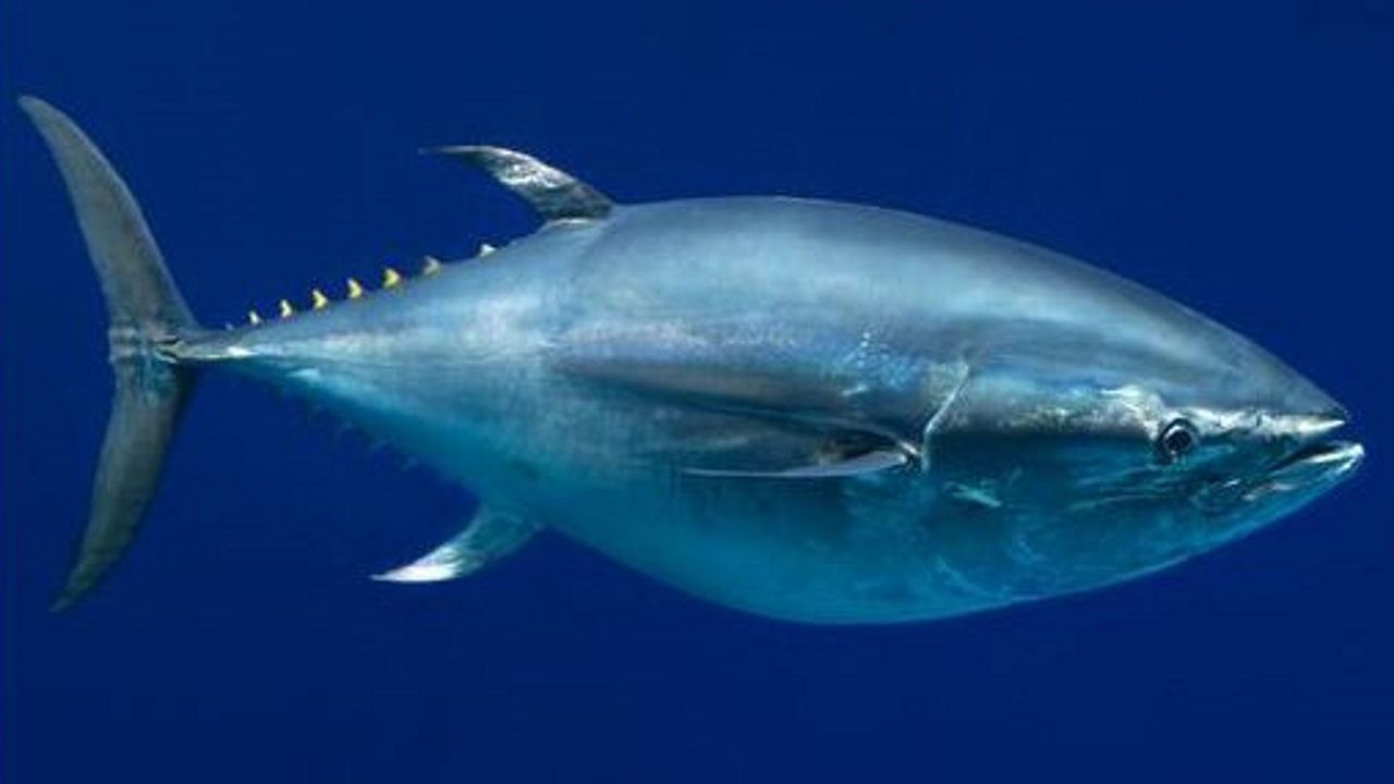 Una partida de nacimiento permite conocer el origen de los atunes rojos