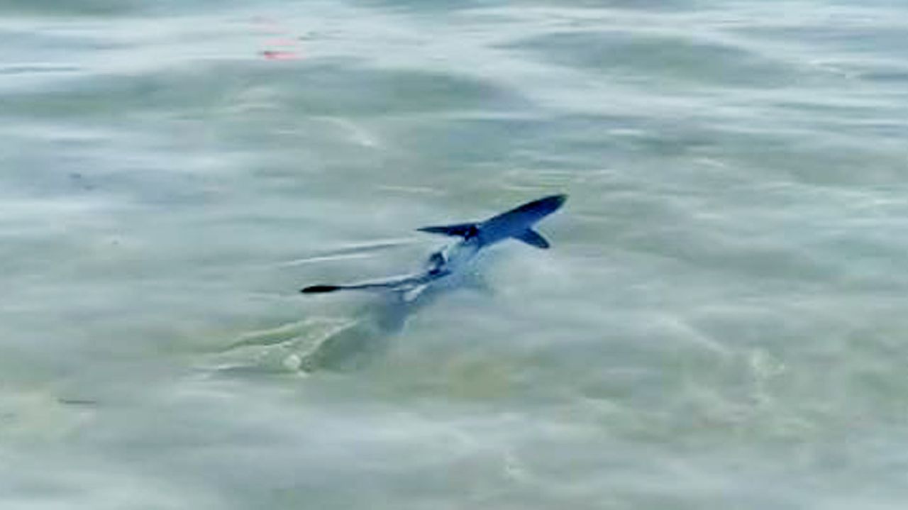 Las crías de tiburones azules se acercan a la ría de Vigo para alimentarse