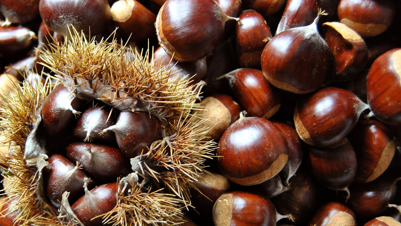 Curso sobre castaño de fruto en Bóveda