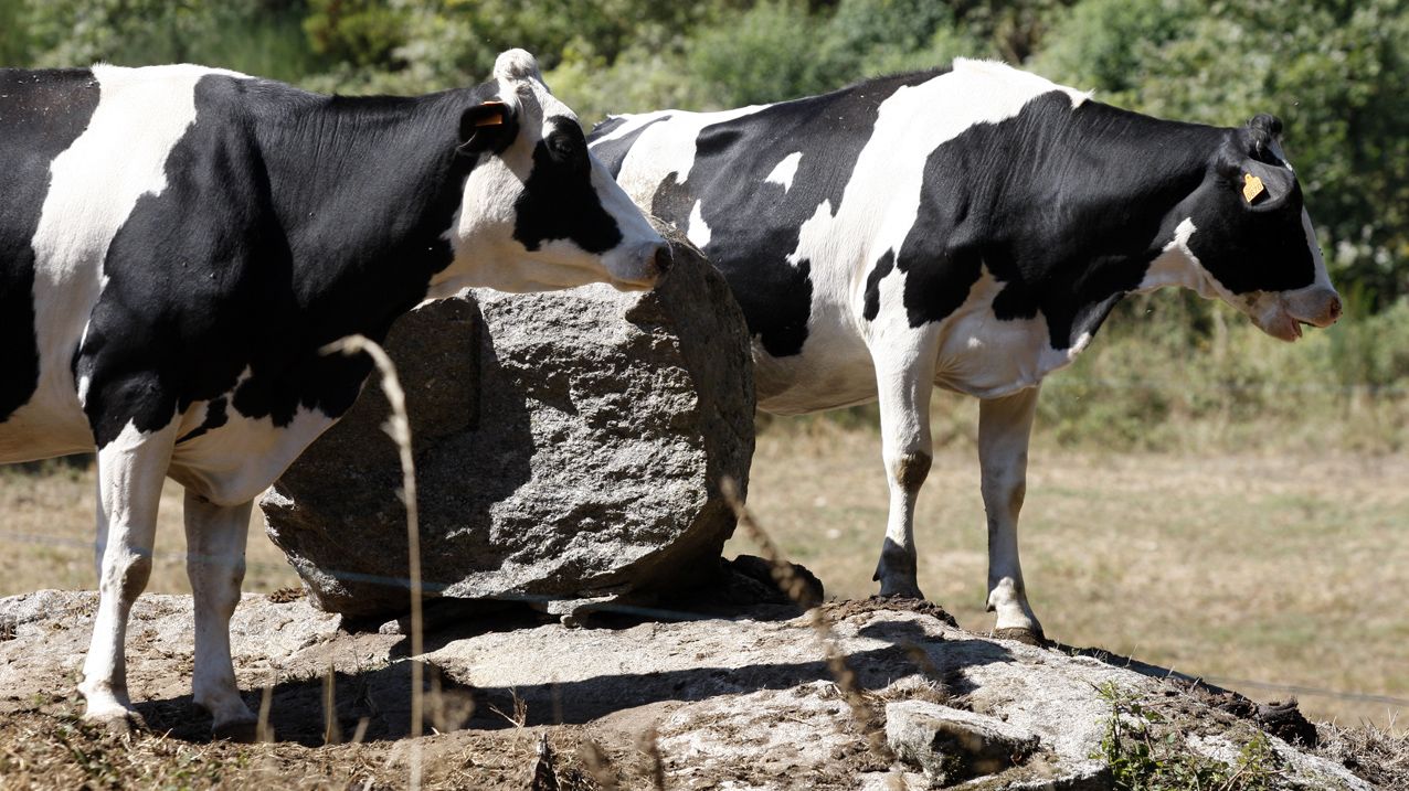 Galicia apuesta por la mejora genética de sus frisonas