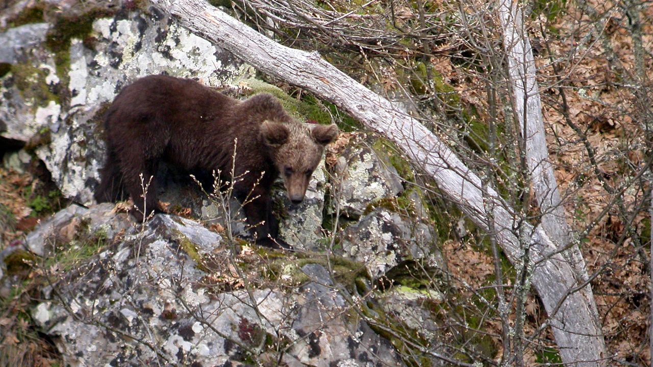 Los osos pardos ya hibernan en la sierra de O Courel