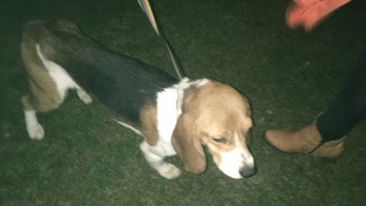 Un beagle desnutrido y sin dueño, rescatado del fondo de un acantilado ...