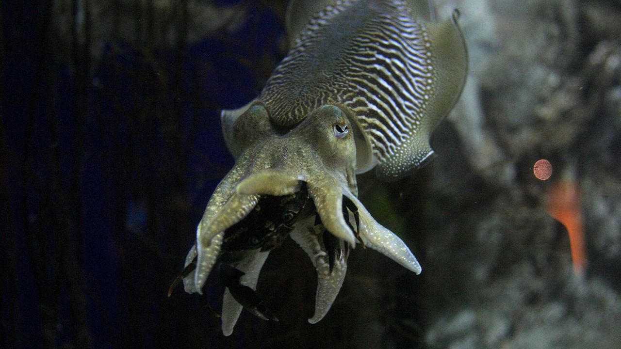 Las sepias ven en 3D y pueden mirar de frente