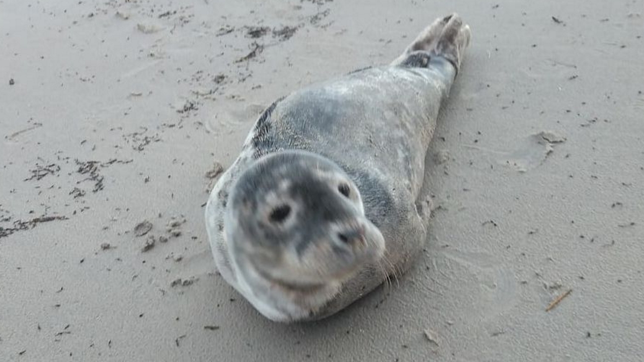 Rescatan un cachorro de foca gris ocelada en Burela