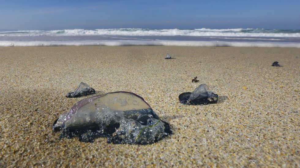 Miles de carabelas portuguesas regresan a las playas
