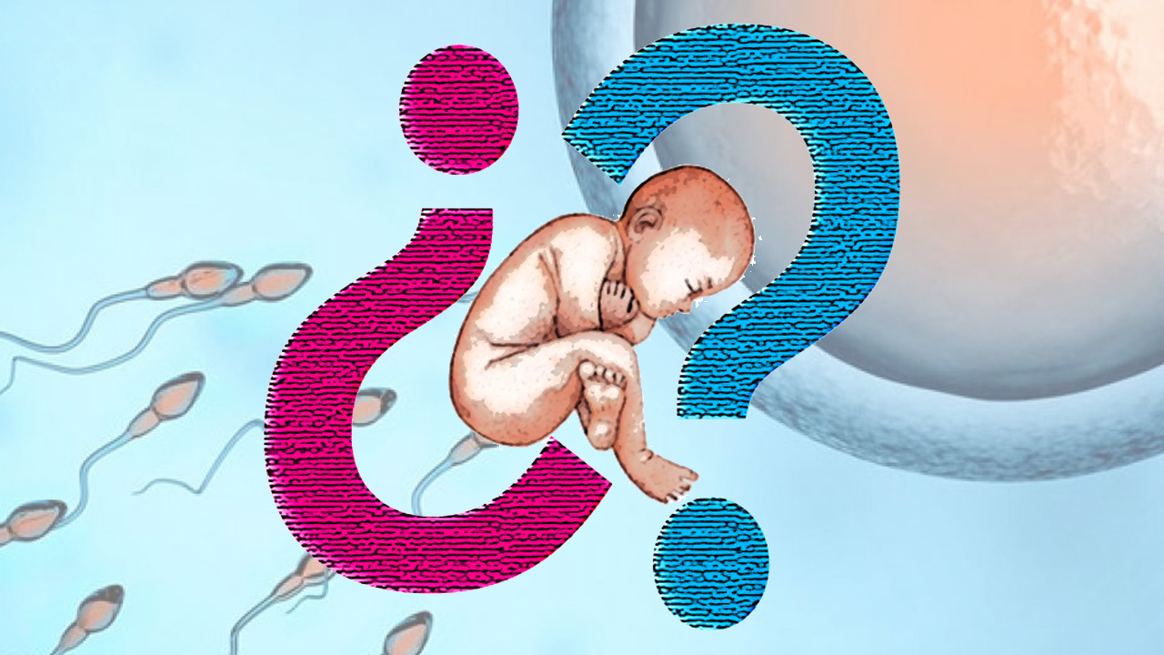 «Hola, ¿eres mi progenitor celular?»