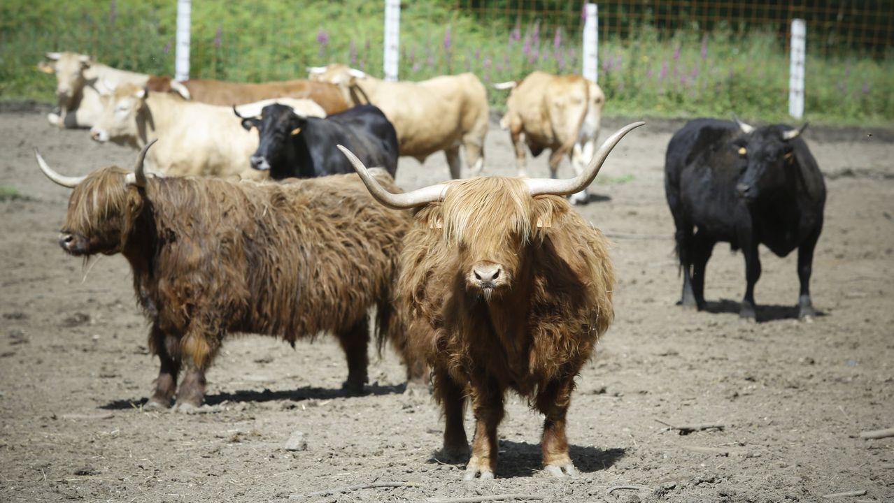 Trece razas de vaca y una cata para elegir a la mejor de ellas