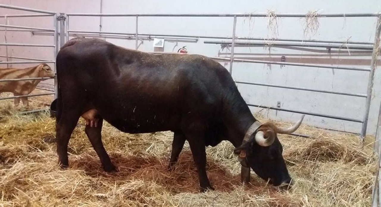 La vaca limiana aspira a lograr el top de la carne mundial