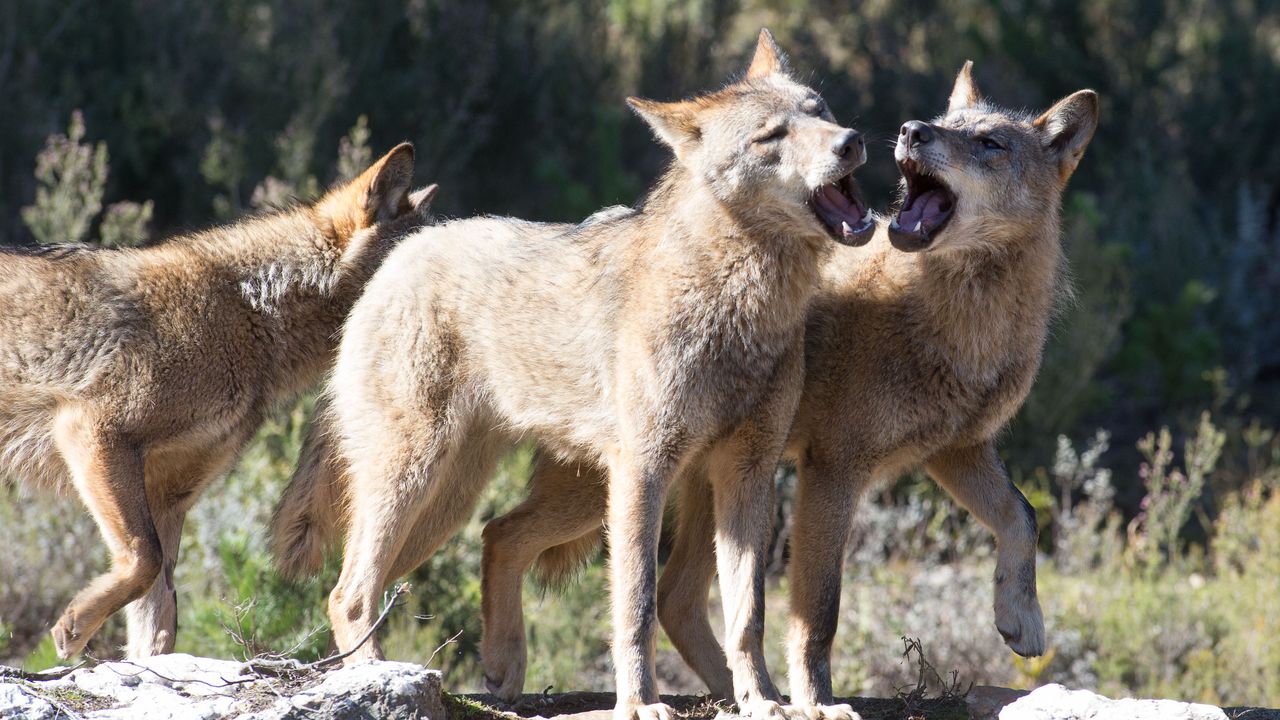 «Aquí los ganaderos se han acostumbrado a vivir con el lobo»