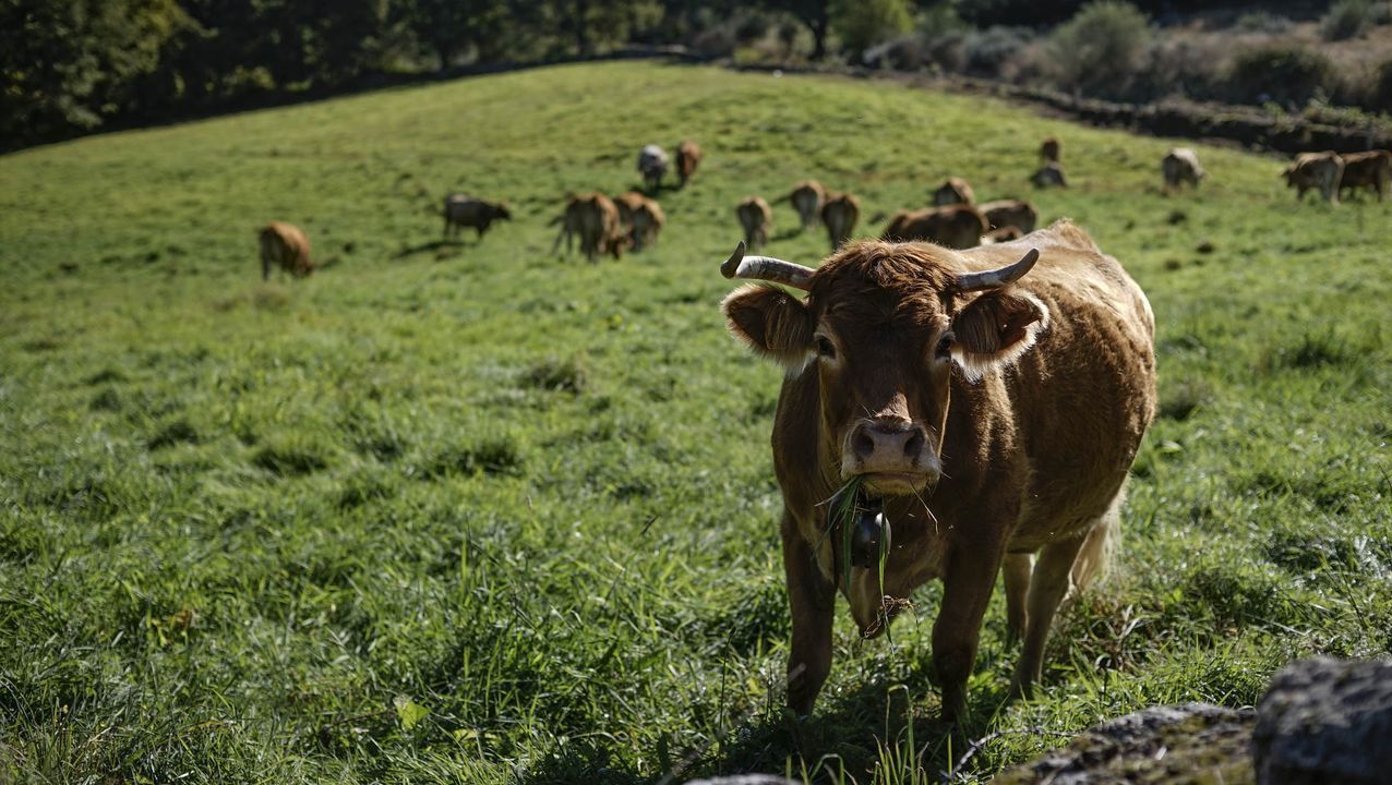 Una investigación concluye que el pastoreo de las vacas mejora la ...