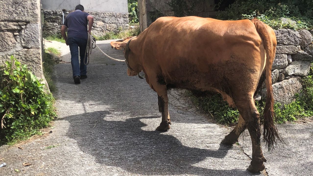Rosita, la última vaca de Cornes, va camino de convertirse en chuletones