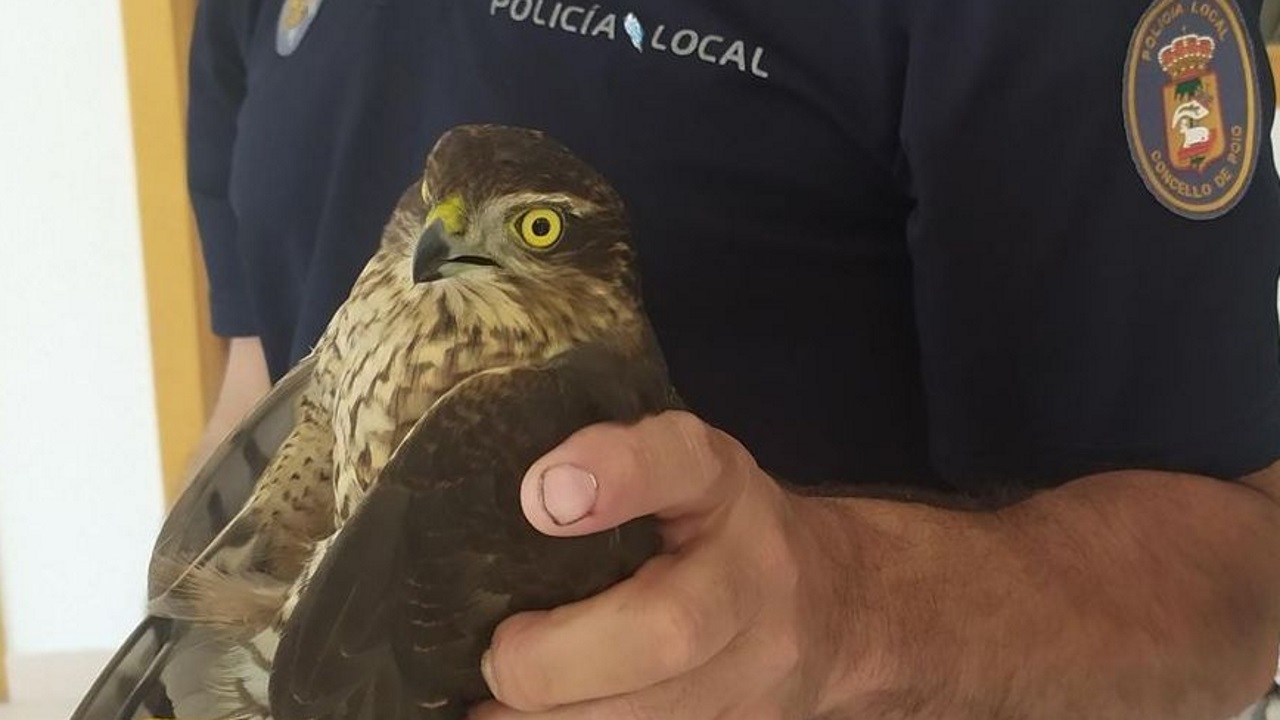 La Policía Local de Poio socorre a un águila herida