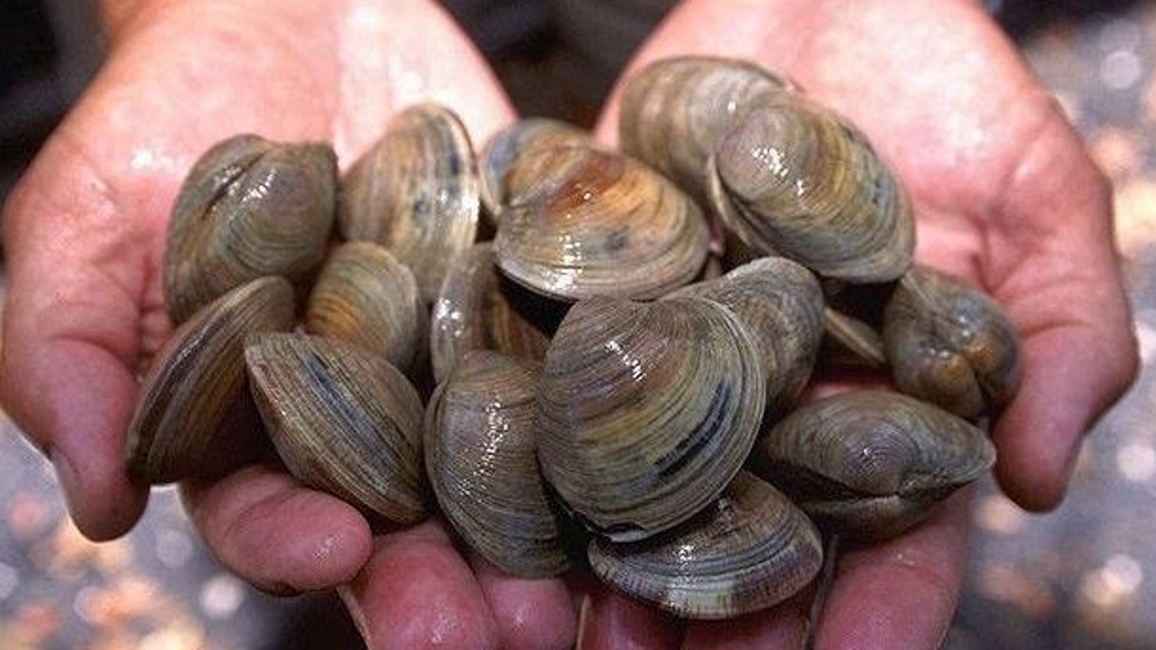 España mira de reojo a Bruselas por si rebaja la talla de la chirla de ...