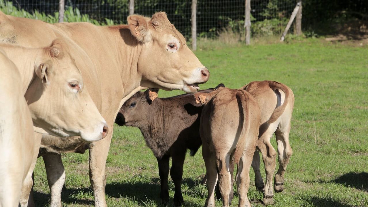 Las vacas que comen leguminosas producen hasta un 8 % más de leche