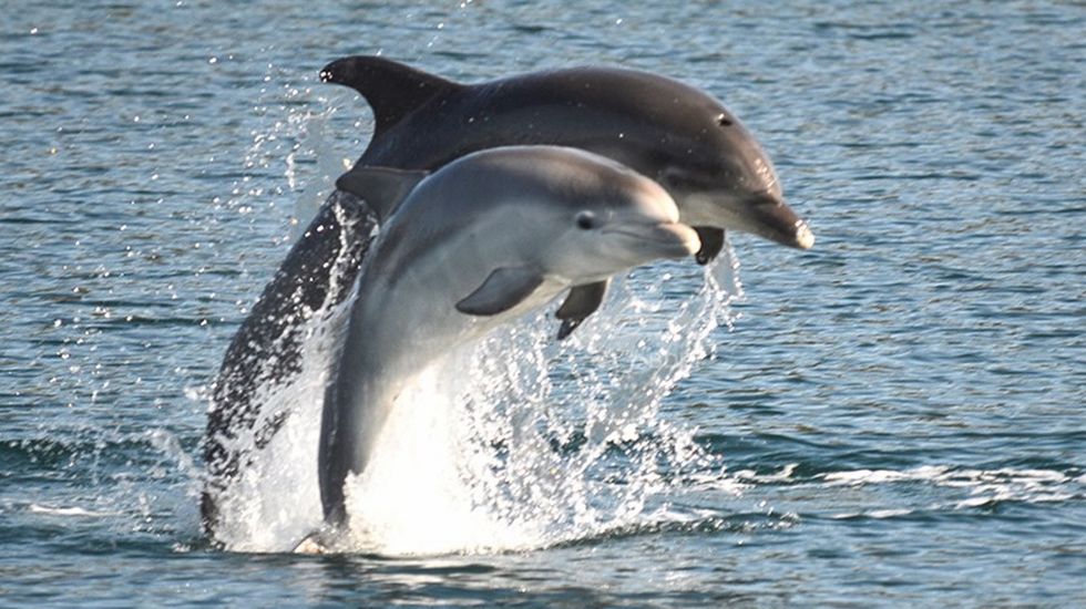 El delfín, la amigable alternativa a las orcas que puebla la Costa da Morte