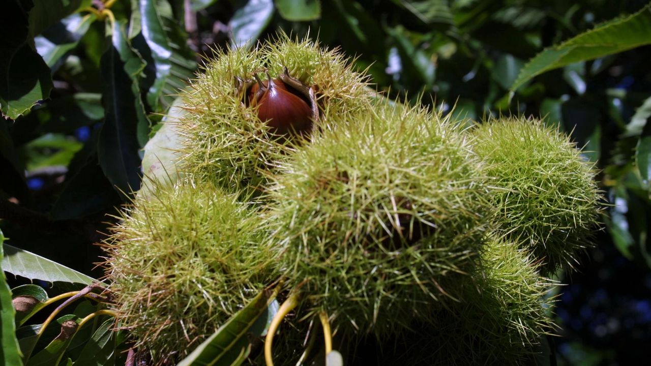 Jornada técnica sobre la plantación de castaño de fruto en Cerceda