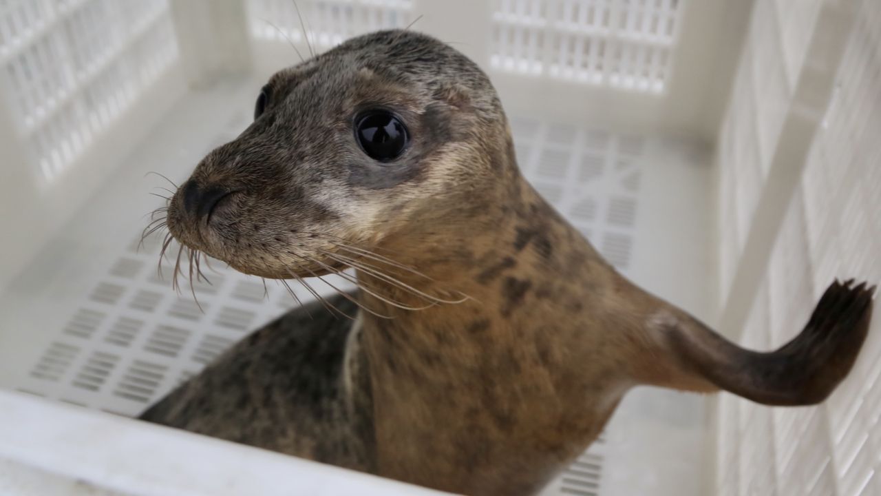 El lobo marino Rube pone rumbo en O Berbés cara al Gran Sol