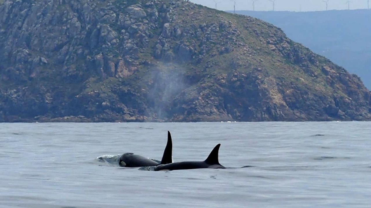 Una manada de orcas causa molestias a varias pequeñas embarcaciones en ...
