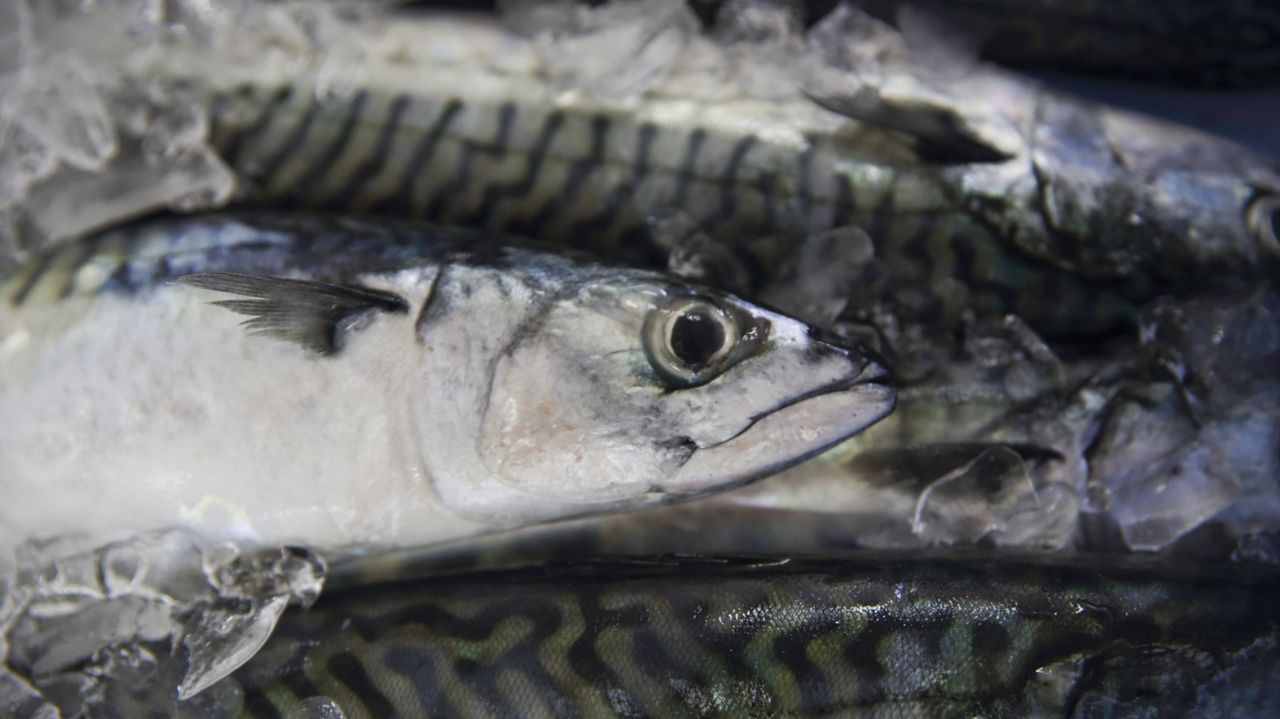 La xarda «invade» el Muro