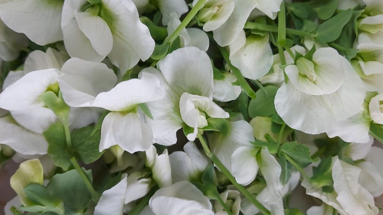 Flores para oler y comer