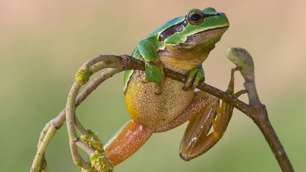 Algunas de las ranas del río Umia en Caldas