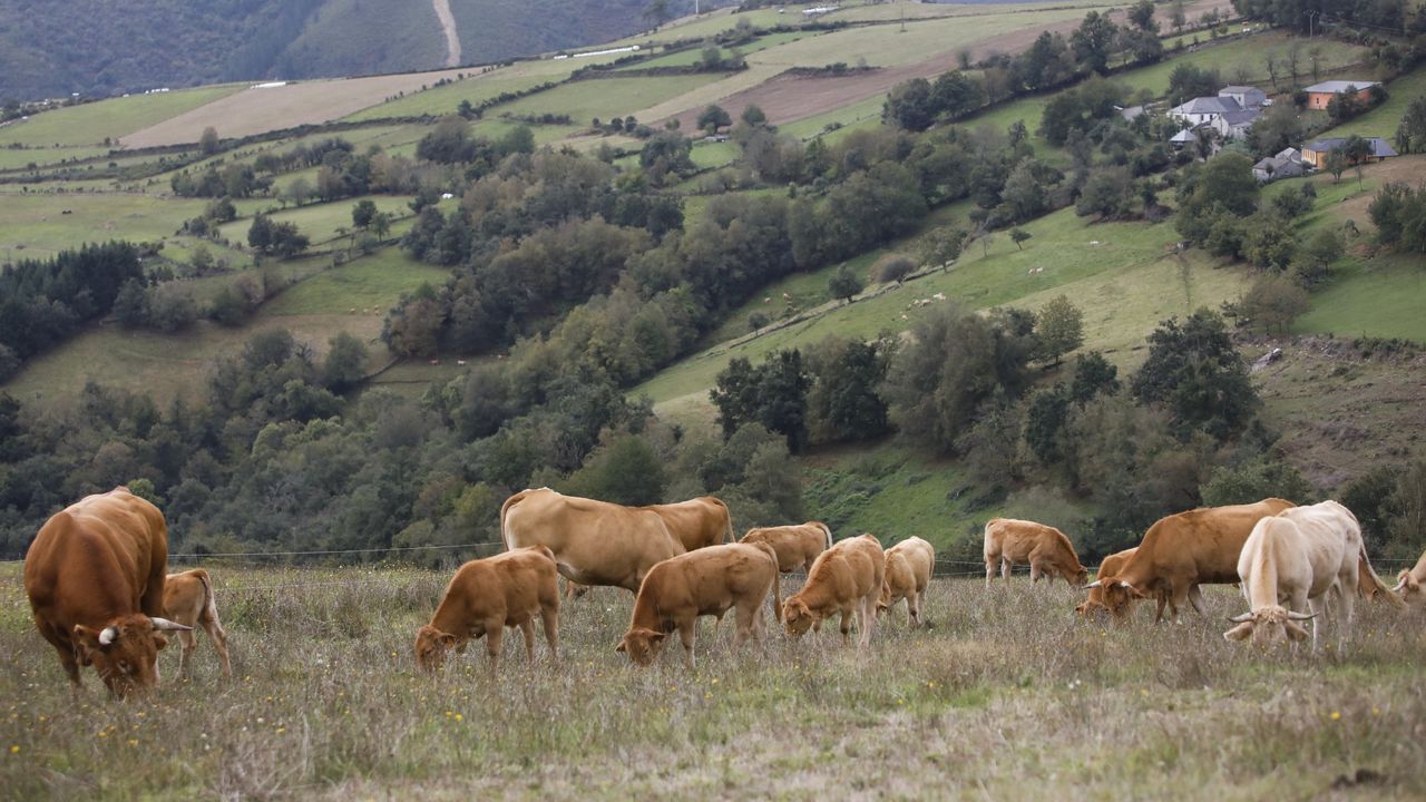La Xunta impulsa un proyecto para la elaboración de quesos de vaca ...