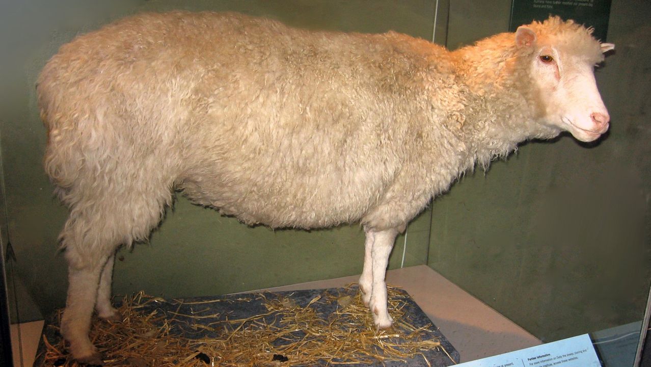 La oveja Dolly, el experimento que revolucionó la biología hace 25 años