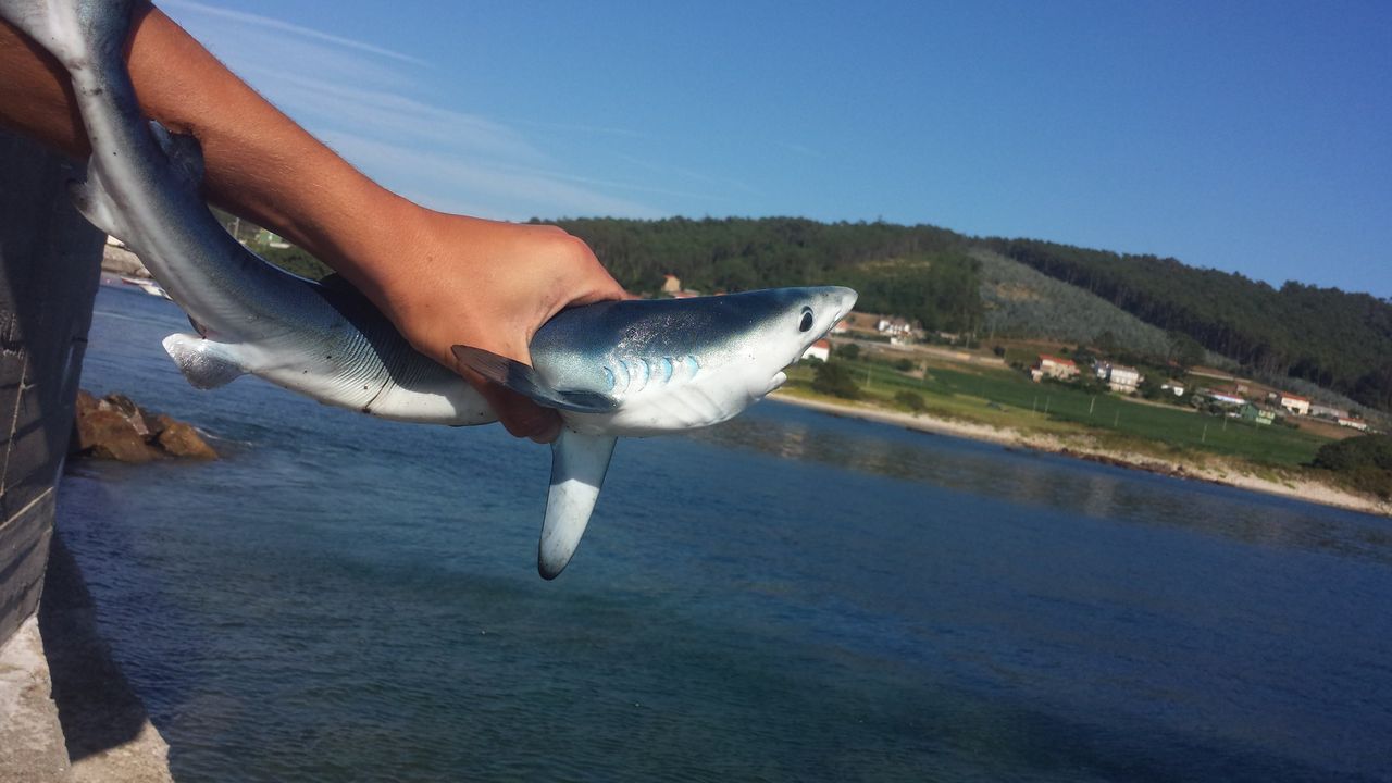 Tiburones azules en las playas: no hay peligro, pero es preciso precaución