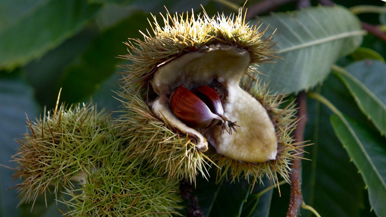 Un curso ayudará a los productores de castaña a orientar sus ...