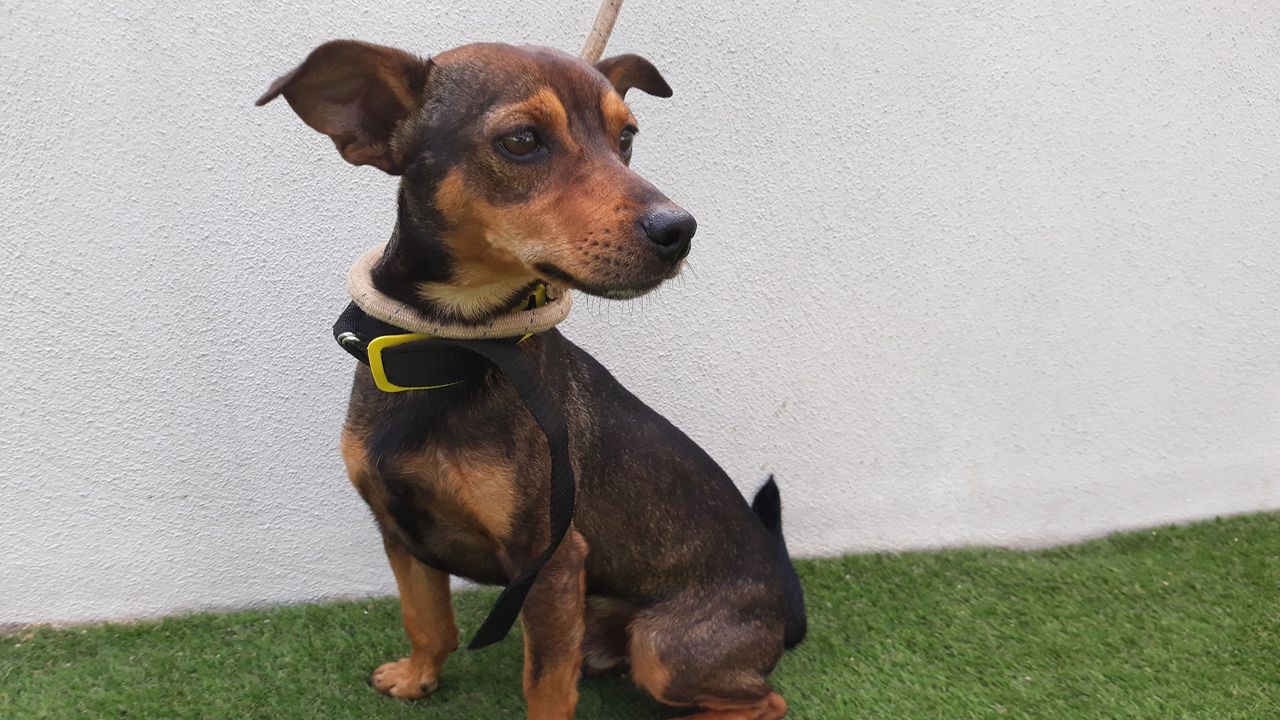 Vigo lidera la adopción de perros en la provincia