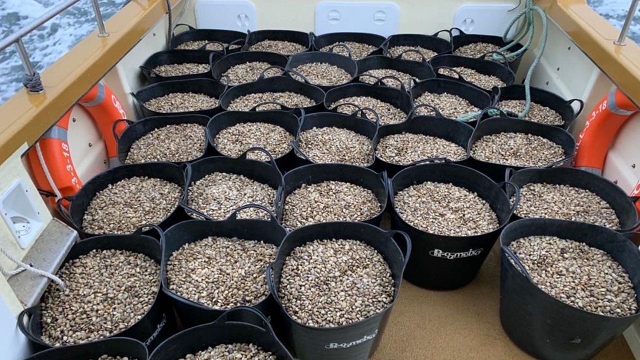 El sector apuesta por invertir en semilla de almeja para mantener la ...