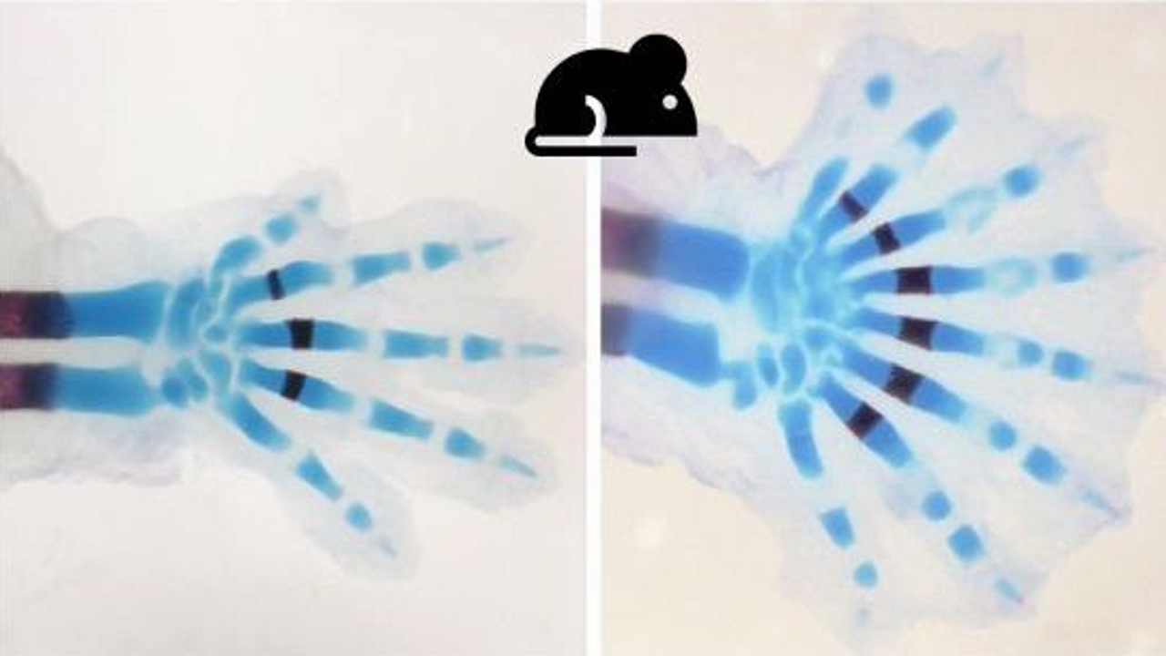 Las aletas de los peces y los dedos de las manos se formaron por un ...