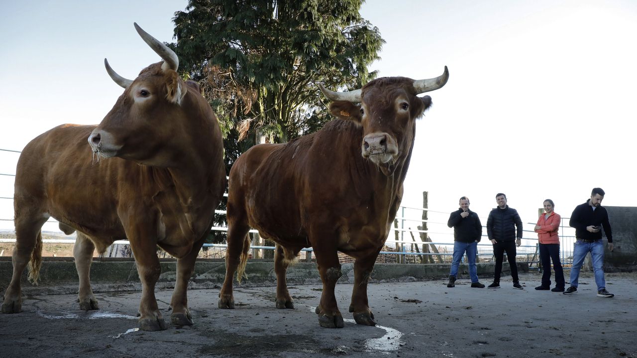 Los primeros bueyes del monte Xalo