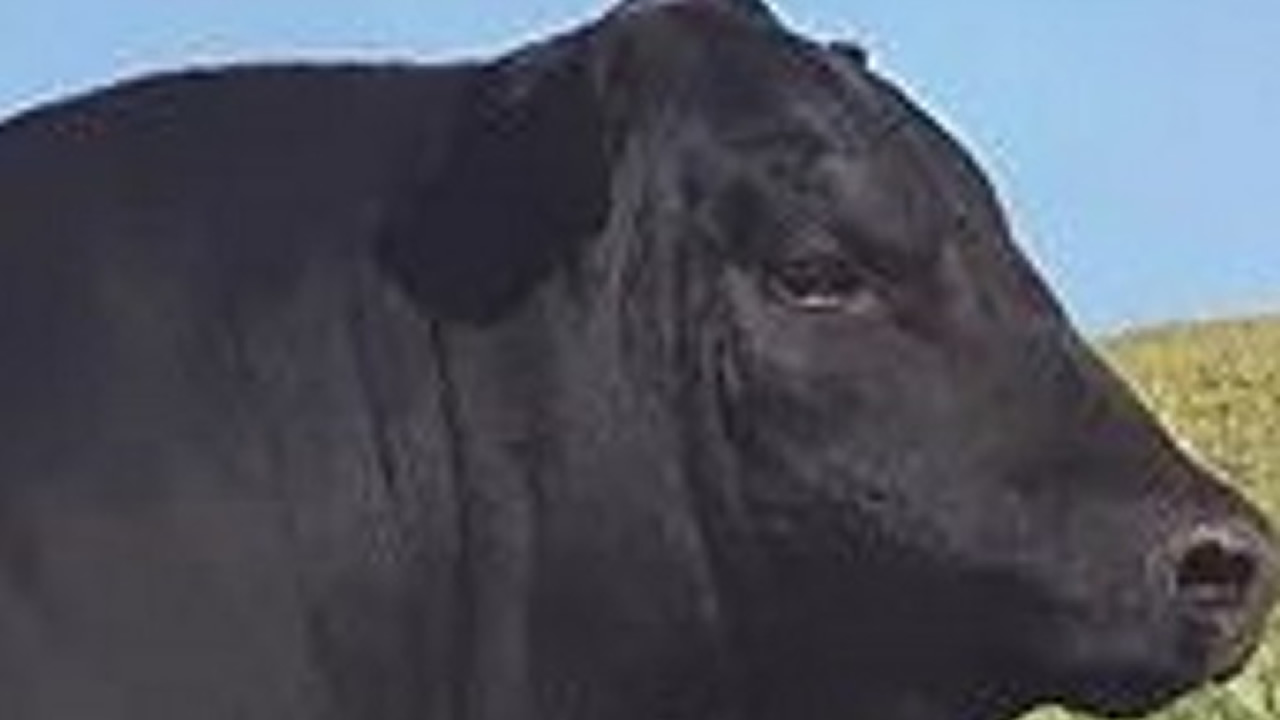 Este toro Angus se llama América y ha costado más de 1,37 millones de ...