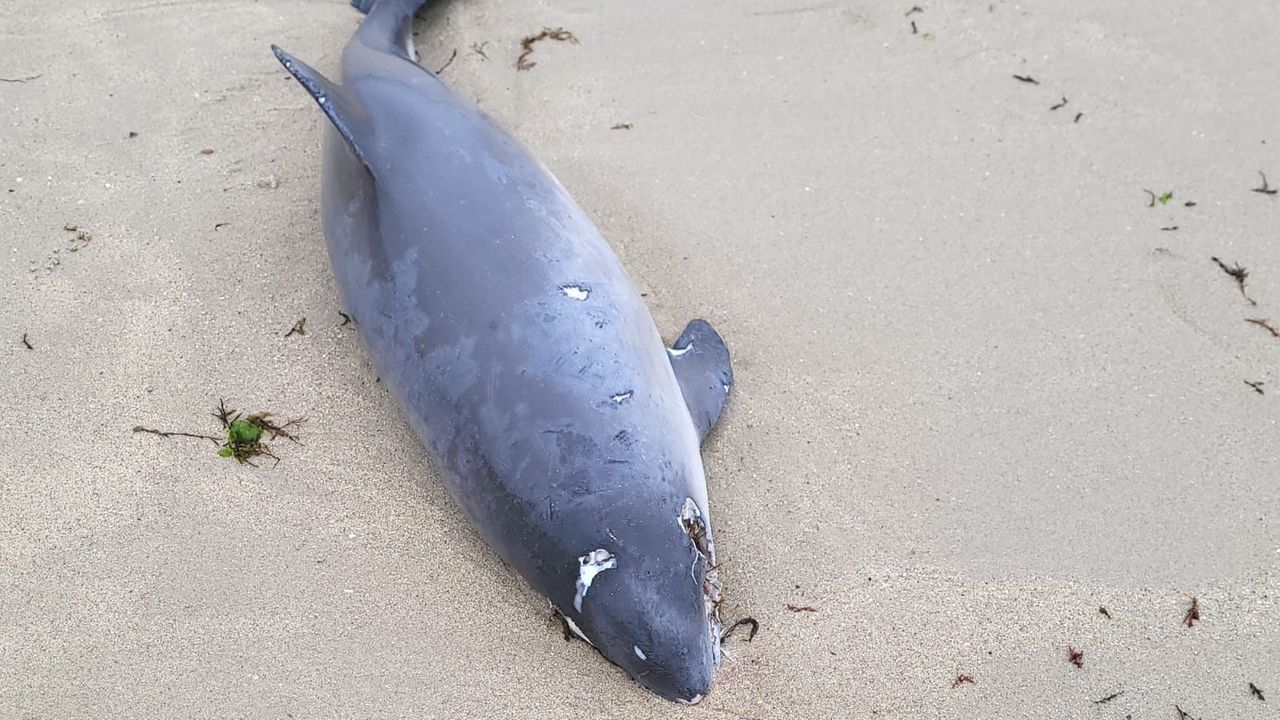Vara en la playa de Razo una marsopa de 140 centímetros