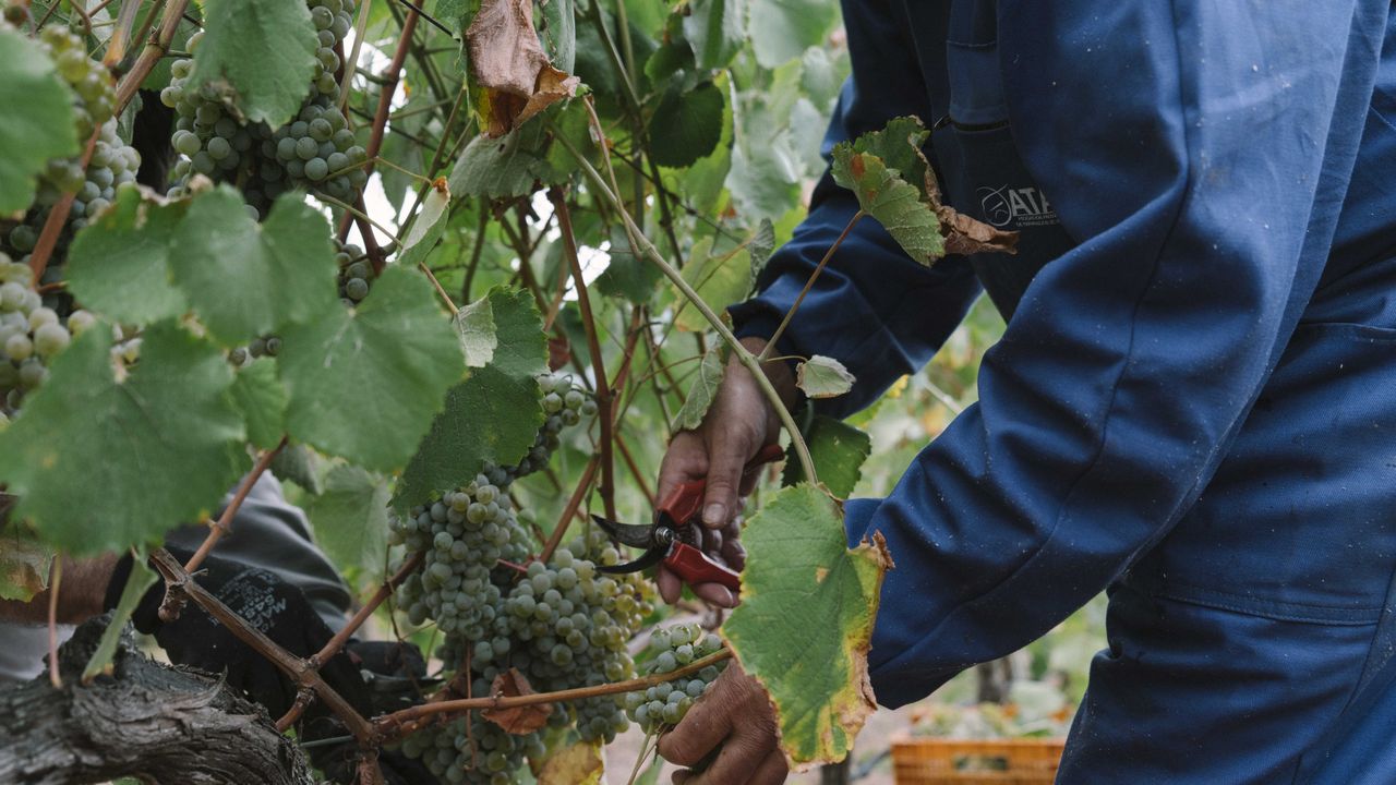 La D. O. Ribeiro cumple 90 años pendiente de ampliar su viñedo