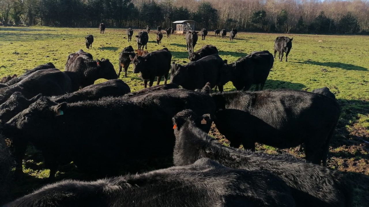 Uruguay embarca más de 12.000 vacas angus con destino a China para ...