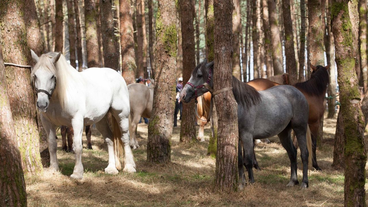 Muras celebra el domingo la Feira do Poldro