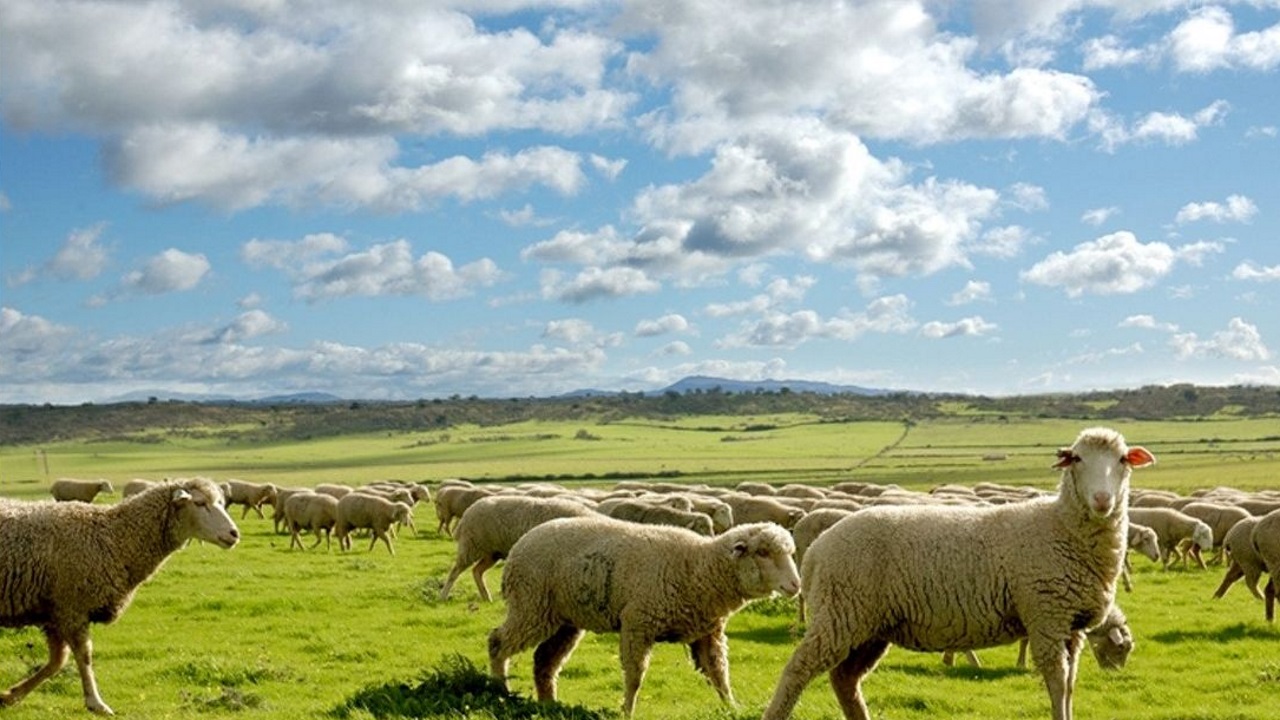Aparece un foco de viruela ovina y caprina, erradicada en España desde 1968