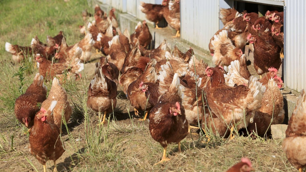 Investigadores españoles trabajan en la elaboración de un manual para que las gallinas ponedoras ...