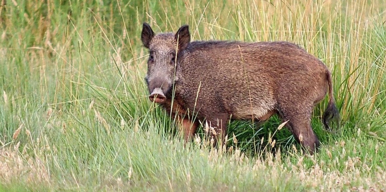 Galicia es la primera comunidad en presentar el plan de gestión del ...