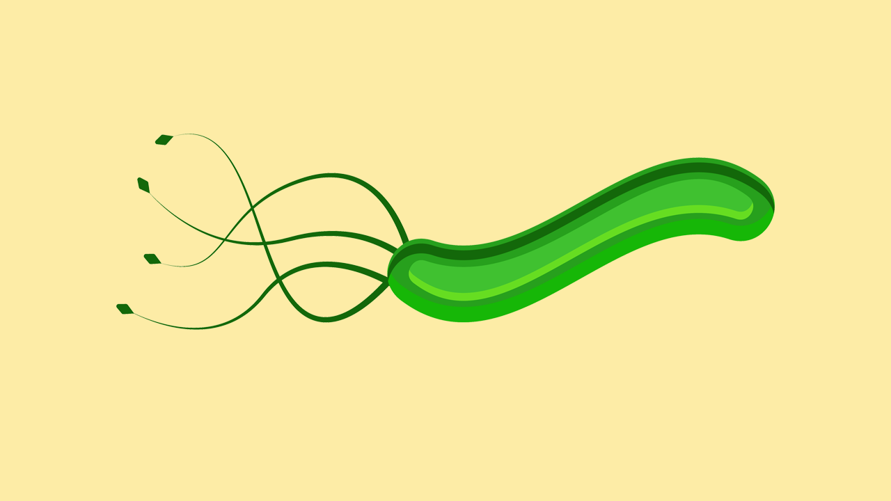 ¿Qué es la Helicobacter Pylori? Así se descubrió la bacteria con la que ...