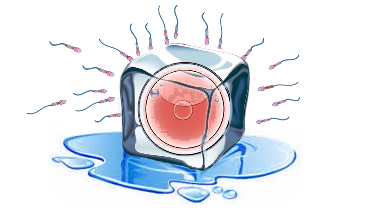 ¿Pierde propiedades el óvulo congelado?