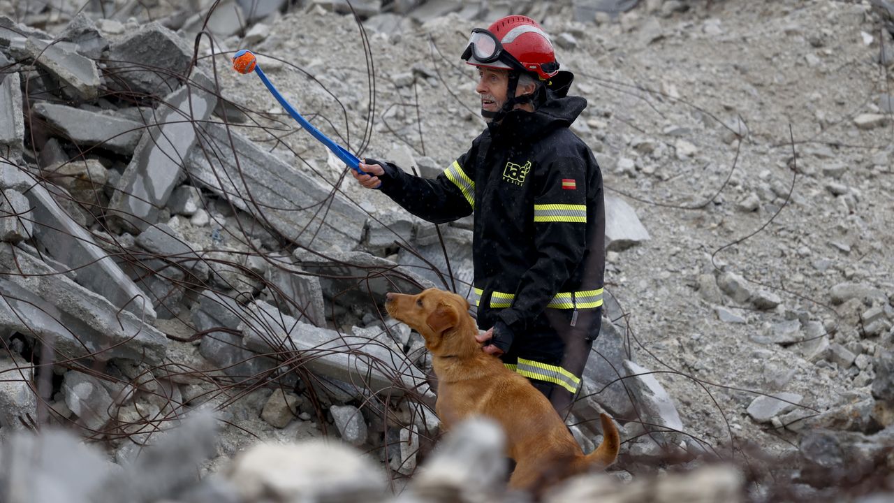 Así se preparan los perros de rescate