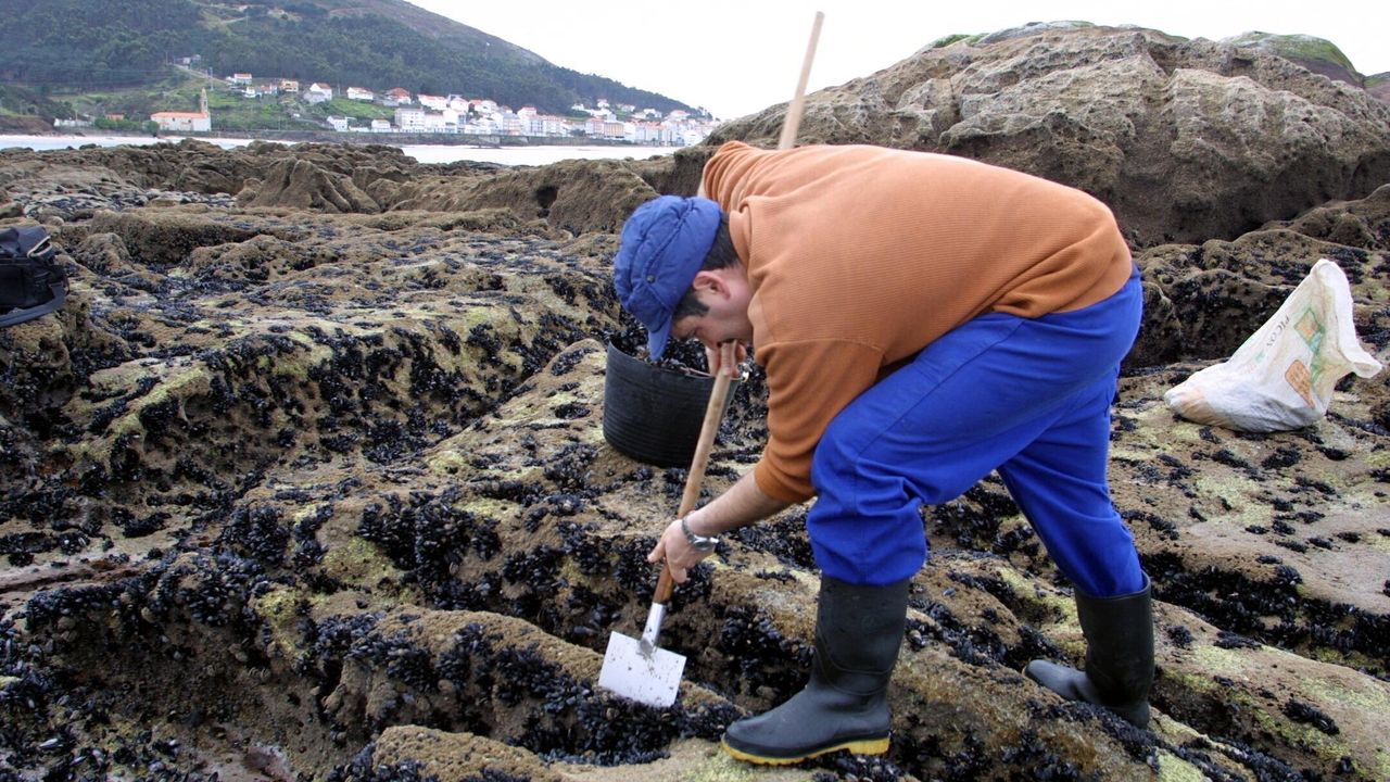 Percebe, mejilla y su metamorfosis